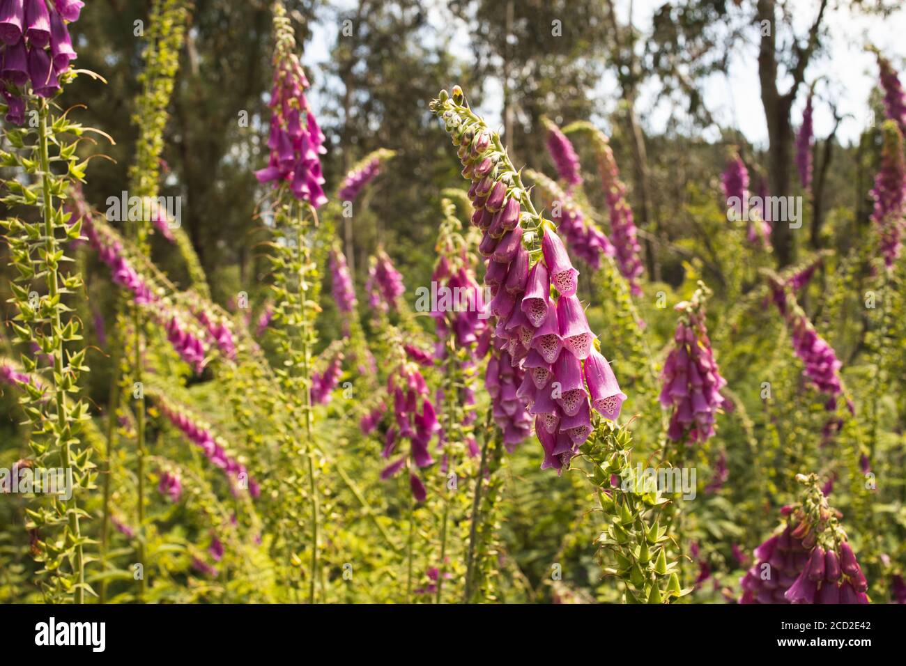 Digitalis and geranium hi-res stock photography and images - Alamy