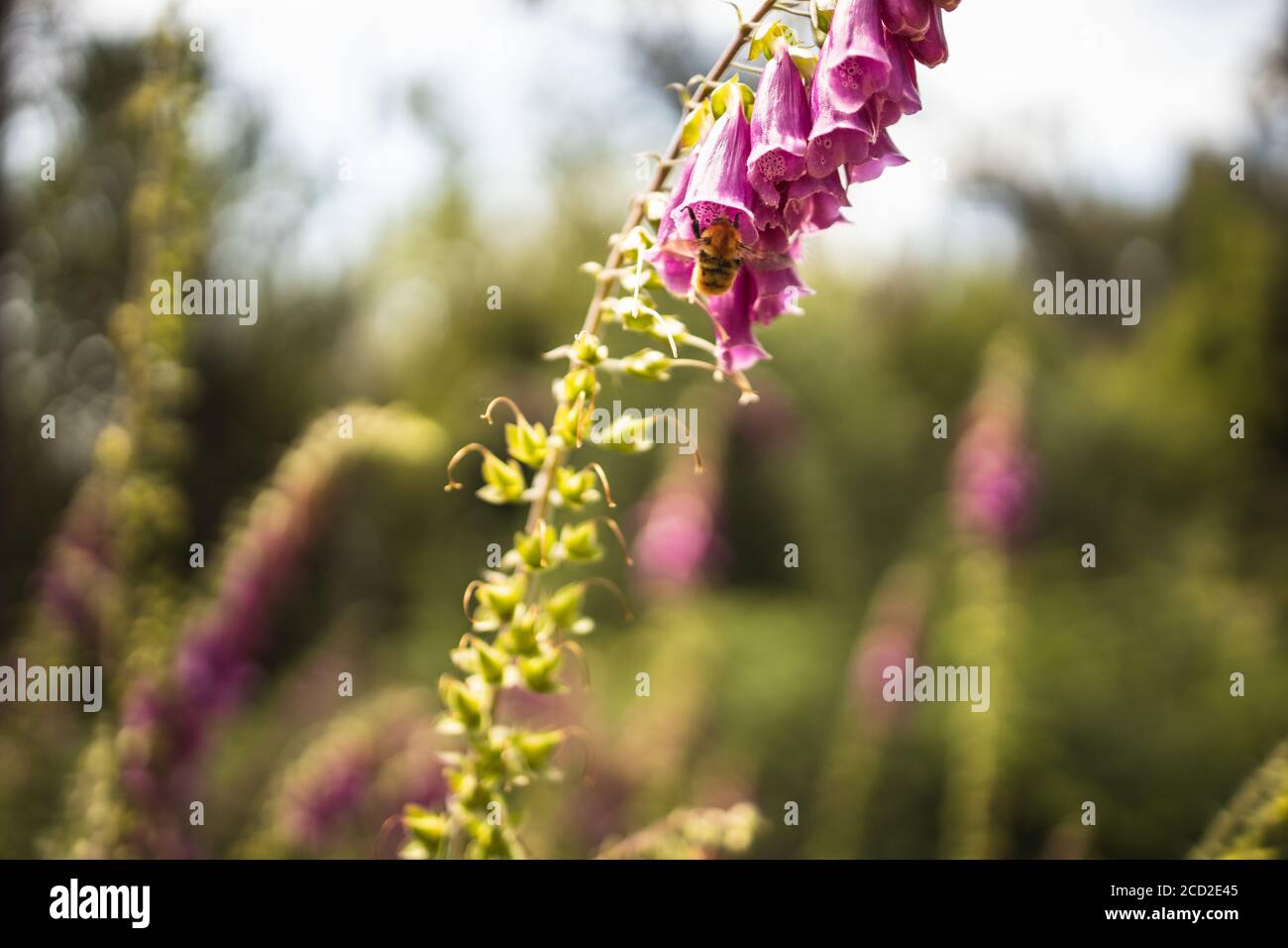 Digitalis and geranium hi-res stock photography and images - Alamy