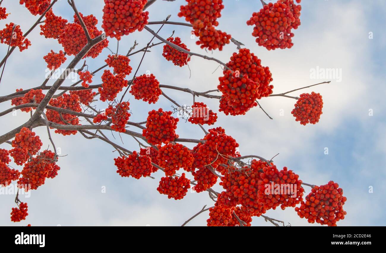 Snow-covered red mountain ash against the winter sky, a copy of space ...