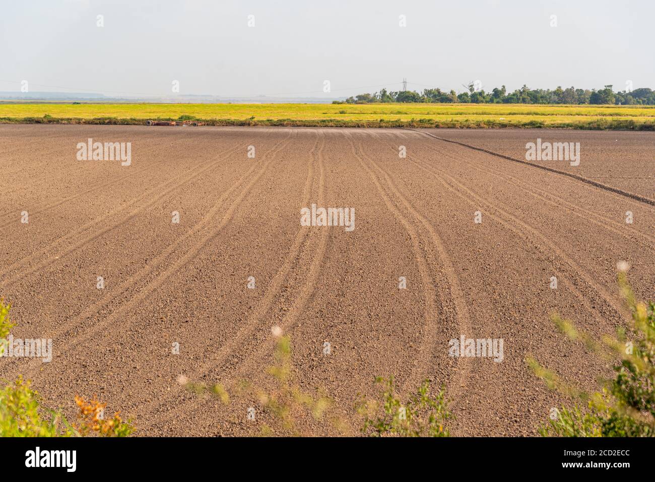 Soil for rice cultivation. Cultivated rice is a herbaceous plant ...