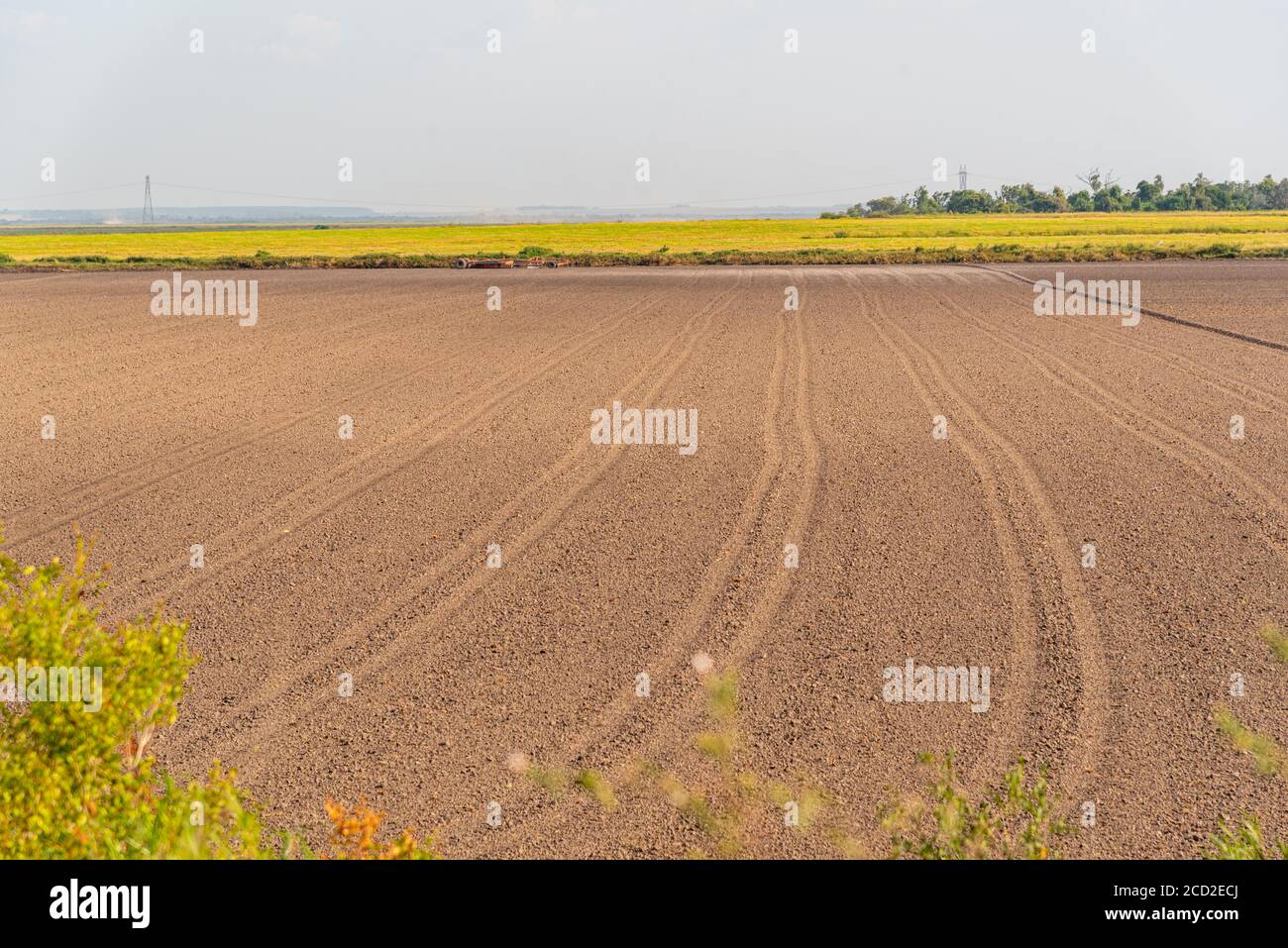 Soil for rice cultivation. Cultivated rice is a herbaceous plant ...