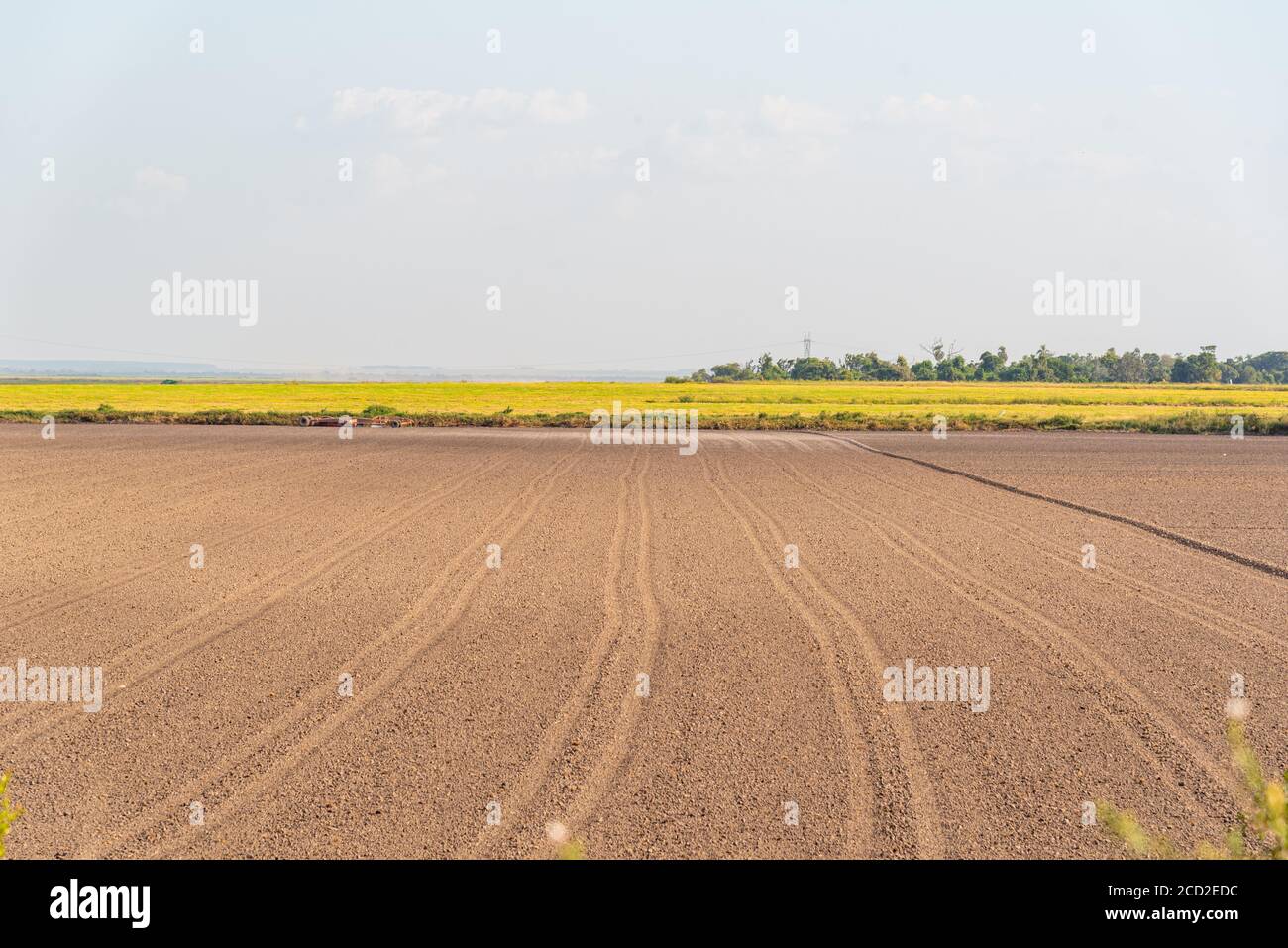 Soil for rice cultivation. Cultivated rice is a herbaceous plant ...