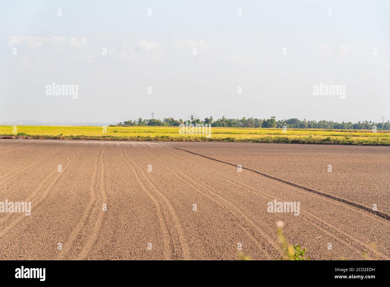 Soil for rice cultivation. Cultivated rice is a herbaceous plant ...