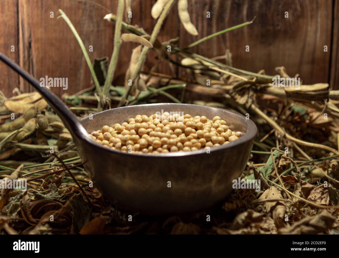 Soybean pods and seeds on plant hi-res stock photography and images - Alamy
