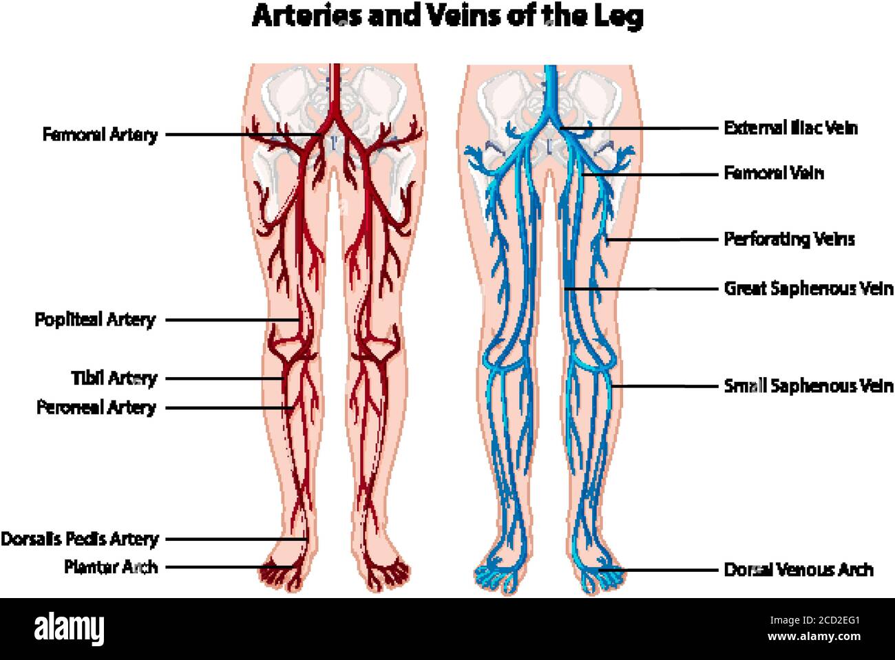 Arteries And Veins Of The Leg Illustration Stock Vector Image And Art Alamy