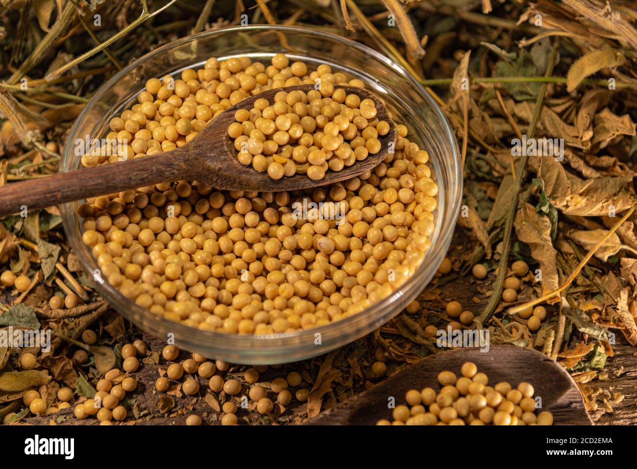 Soya beans (Glycine max). Organic soy. Grains in a glass bowl. Food ...
