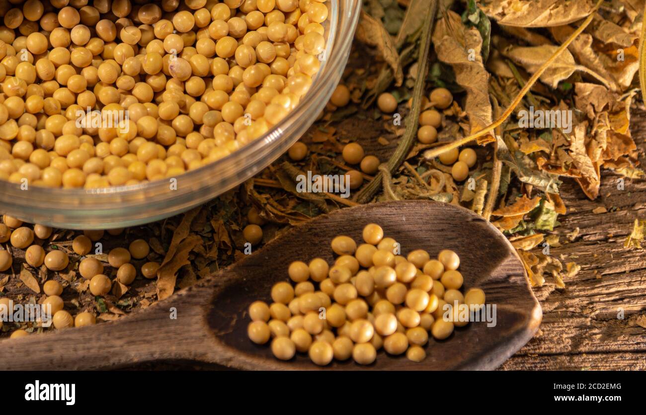 Soya beans (Glycine max). Organic soy. Grains in a glass bowl. Food ...