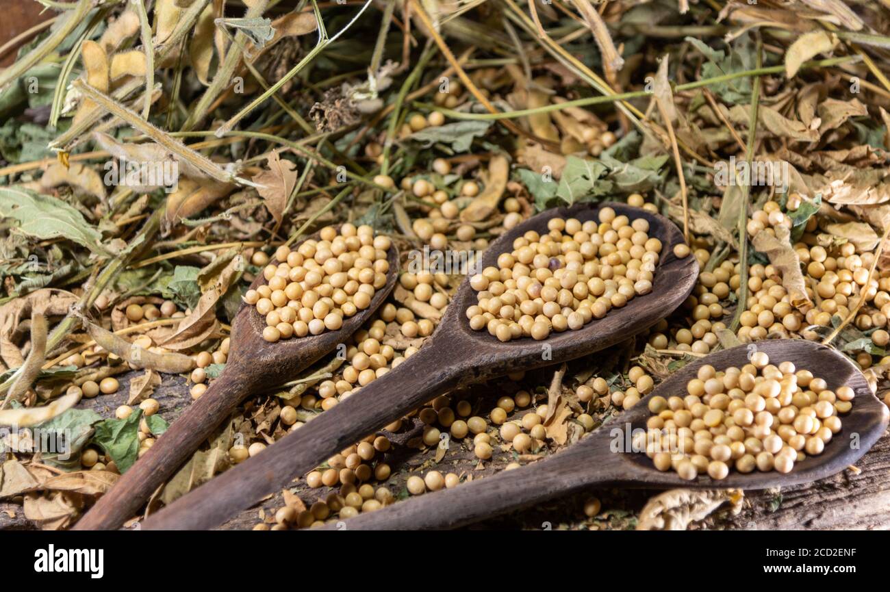 Soya beans in natura. Soy is a plant belonging to the legume family ...