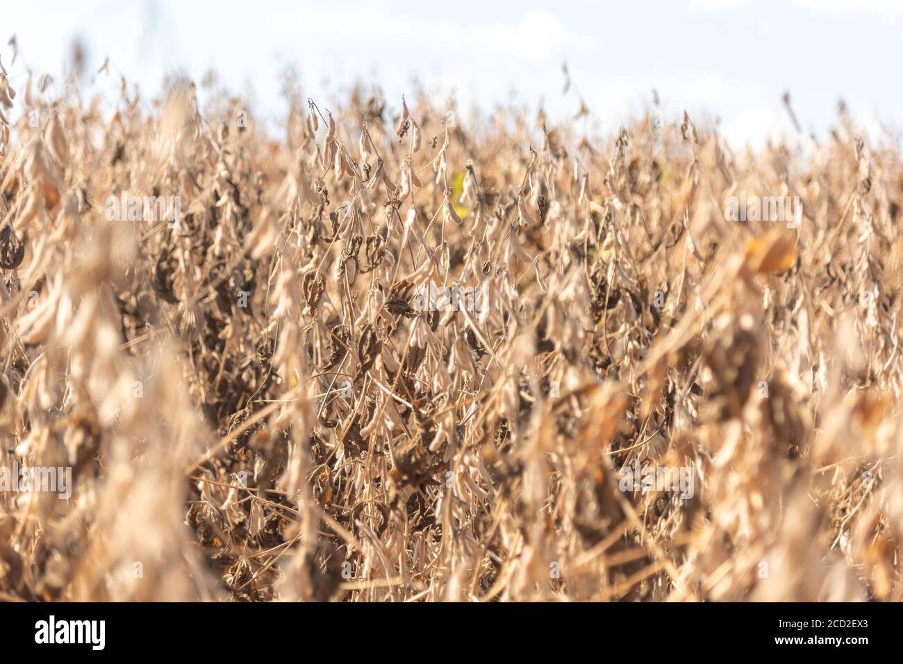 Soy crop ready for harvest. The soybean is ready to be harvested in the ...