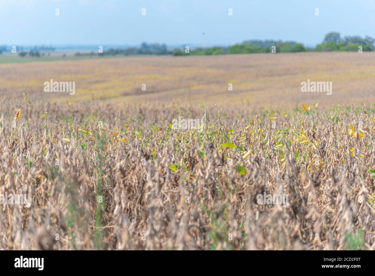 Ripening soybean crop. Soy in the R8 stadium. Precision agriculture ...