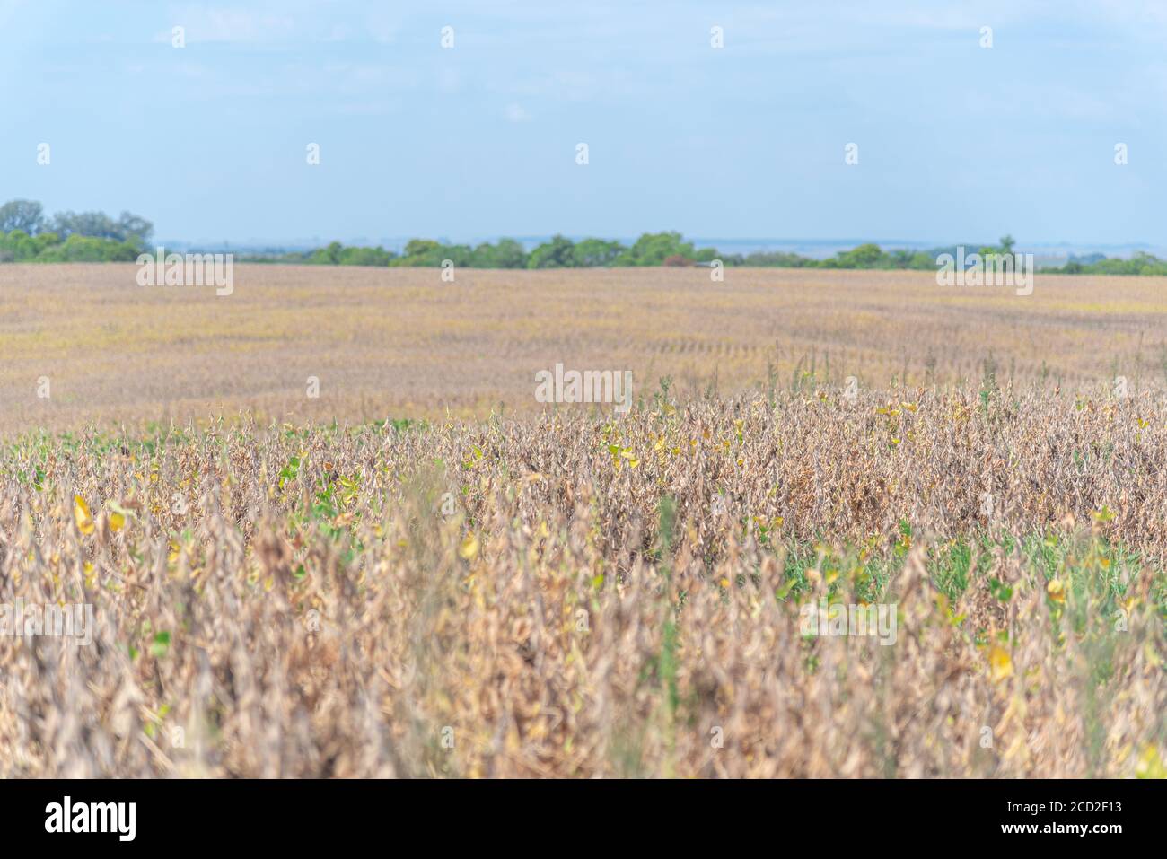 Ripening soybean crop. Soy in the R8 stadium. Precision agriculture ...