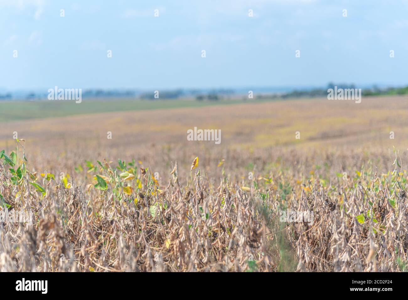 Ripening soybean crop. Soy in the R8 stadium. Precision agriculture ...