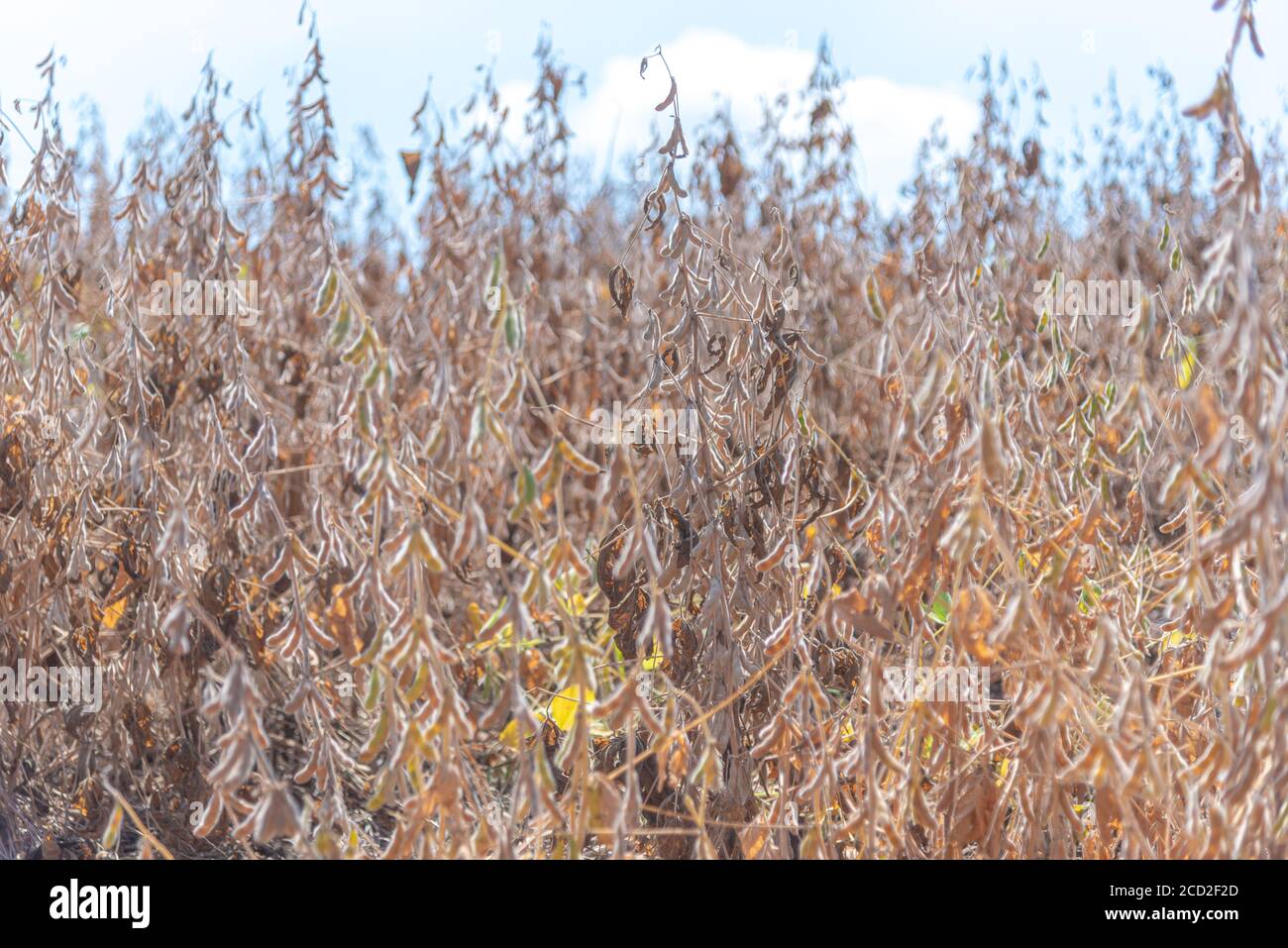 Ripening soybean crop. Soy in the R8 stadium. Precision agriculture ...