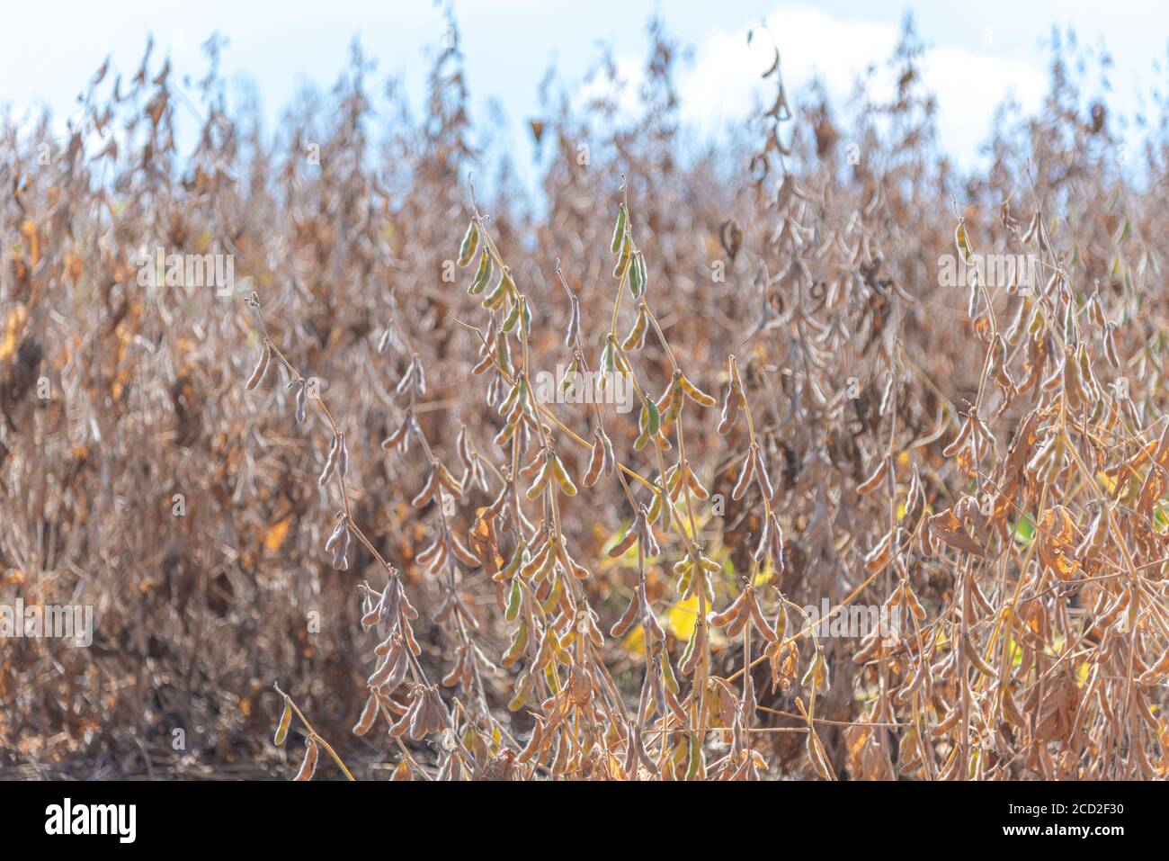 Mature growth soybeans hi-res stock photography and images - Alamy