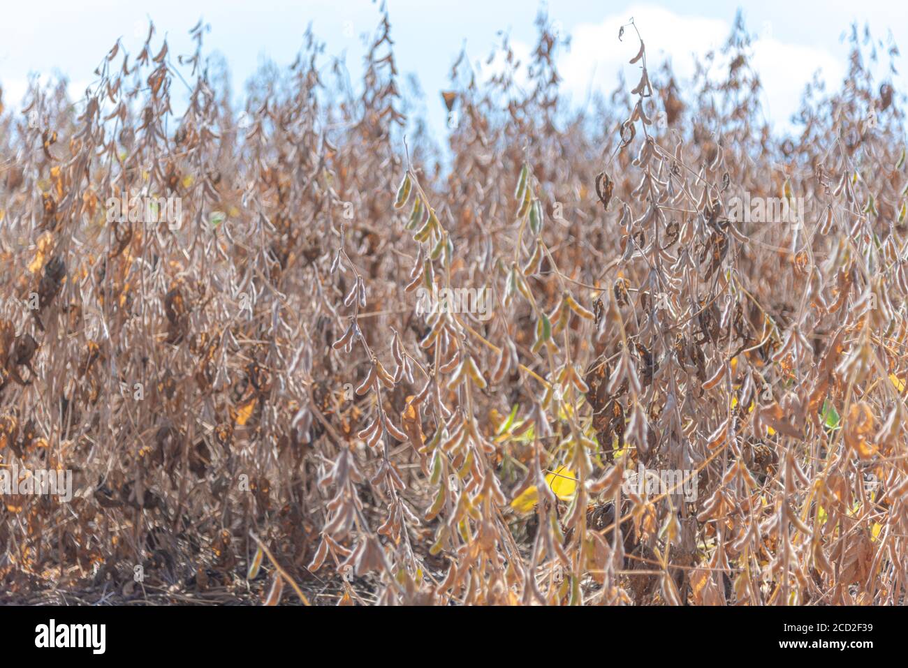 Ripening soybean crop. Soy in the R8 stadium. Precision agriculture ...