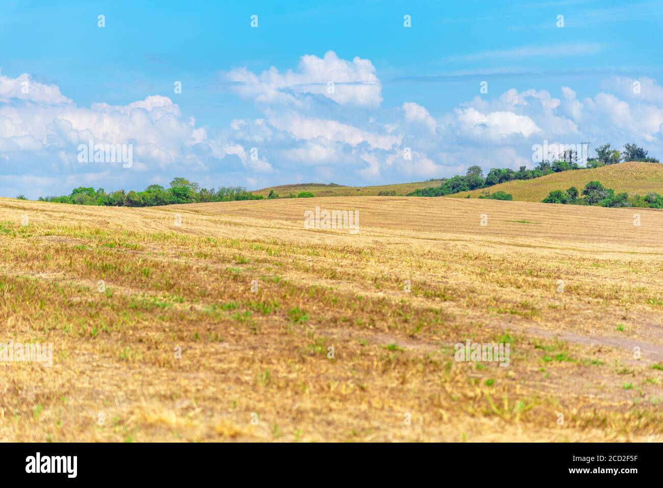 Fields of soy cultivation. Region of coxilhas in the pampa biome of the ...