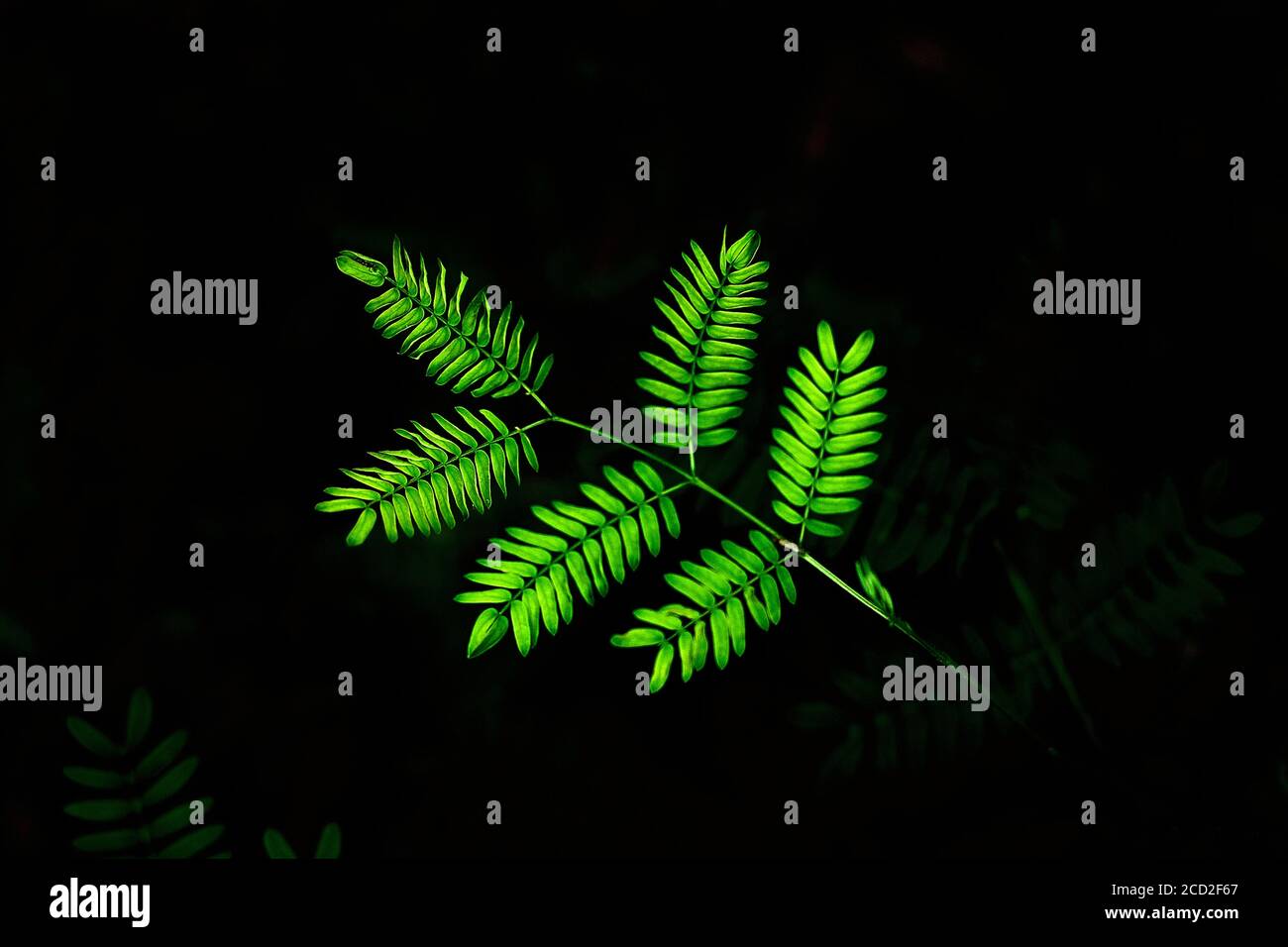 Dramatic tone hi-res stock photography and images - Alamy