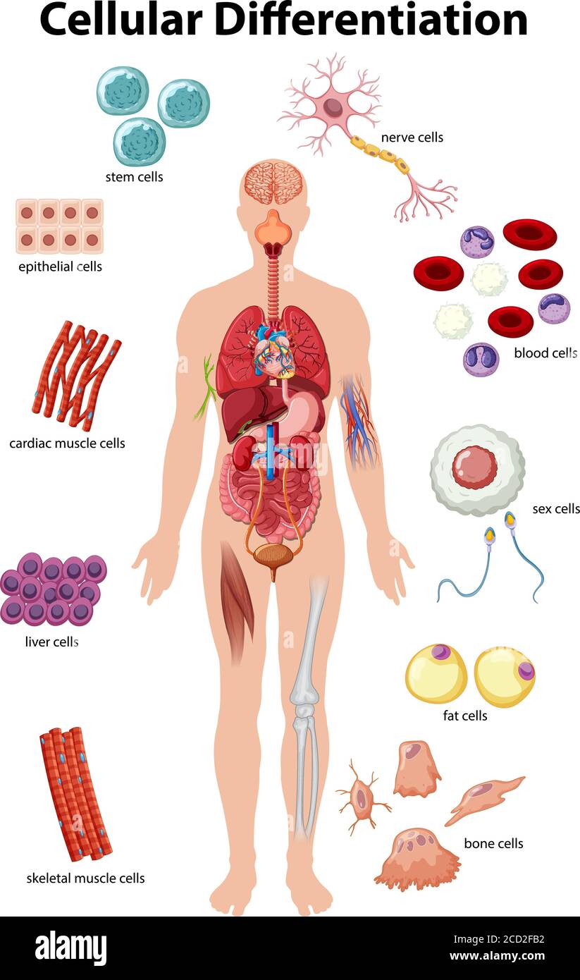 Information poster of cellular differentiation illustration Stock Vector Image & Art - Alamy