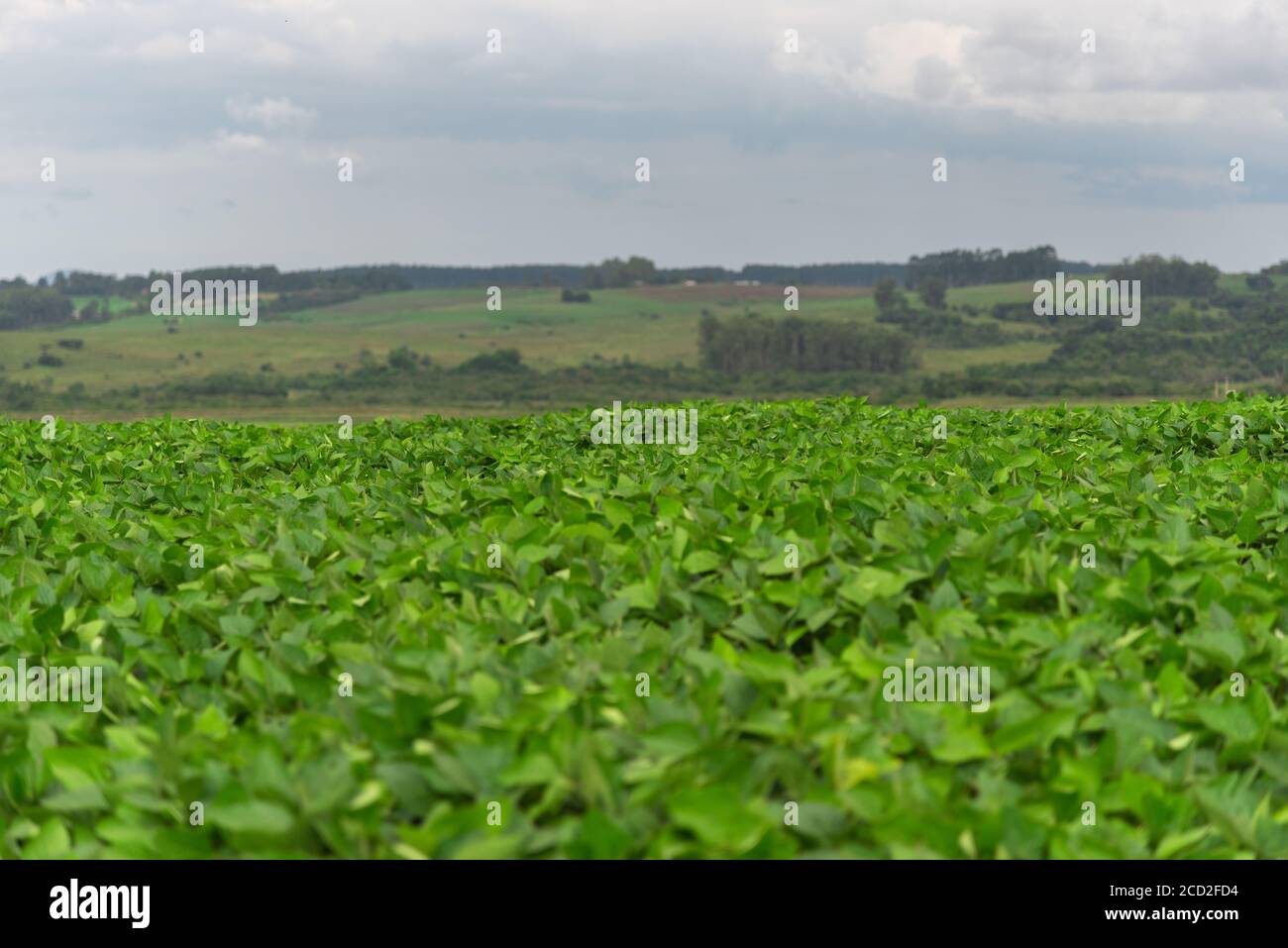View of a soybean crop and leaves on an agricultural production farm in ...