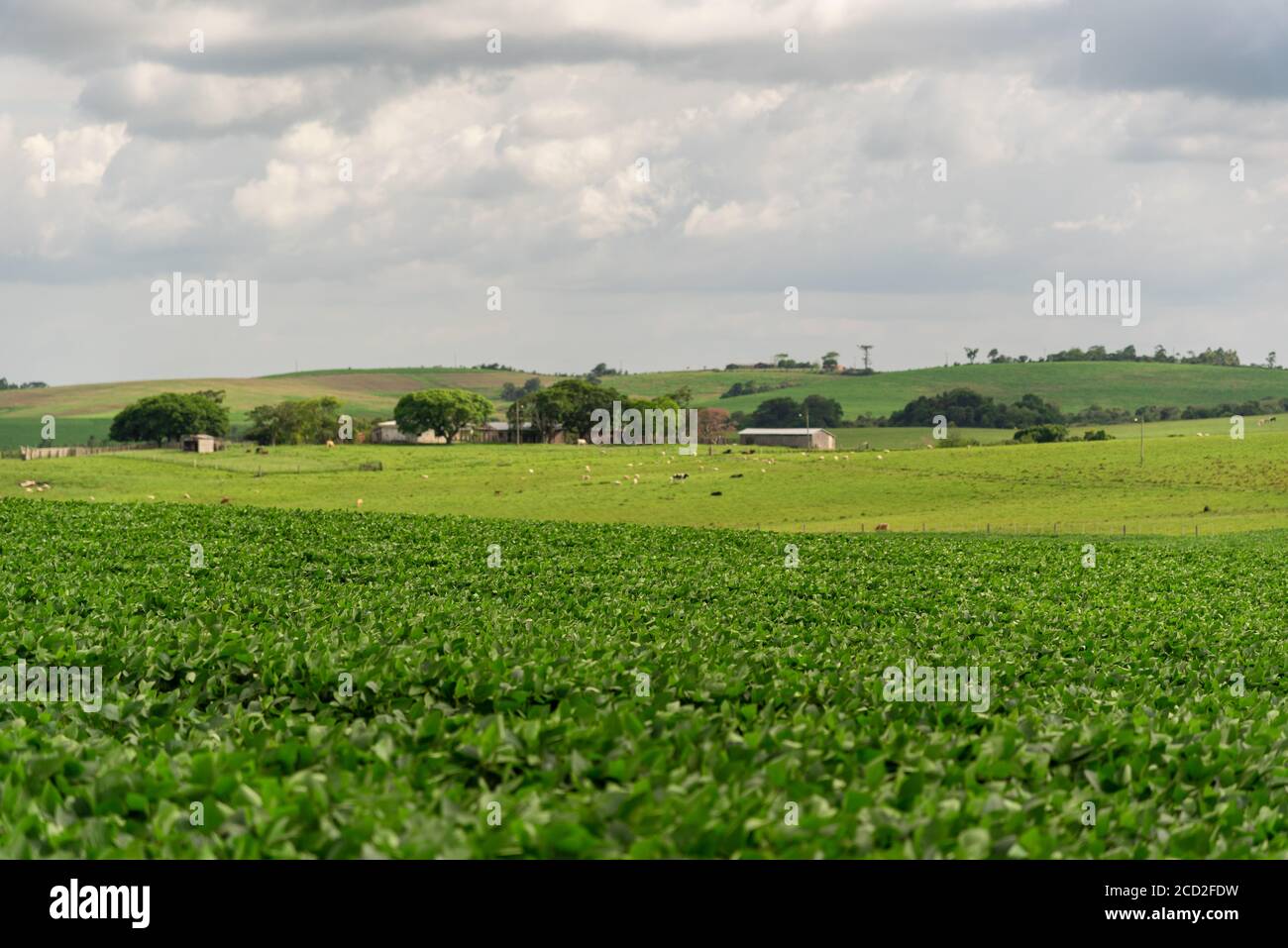 View of a soybean crop and leaves on an agricultural production farm in ...