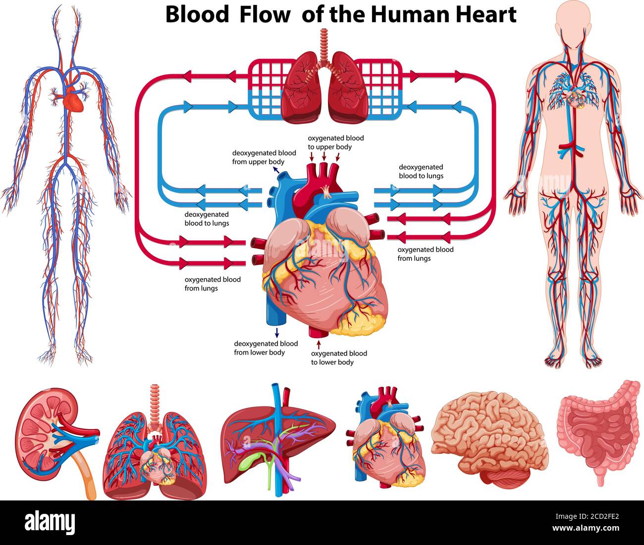 Blood flow of the human heart illustration Stock Vector Image & Art - Alamy