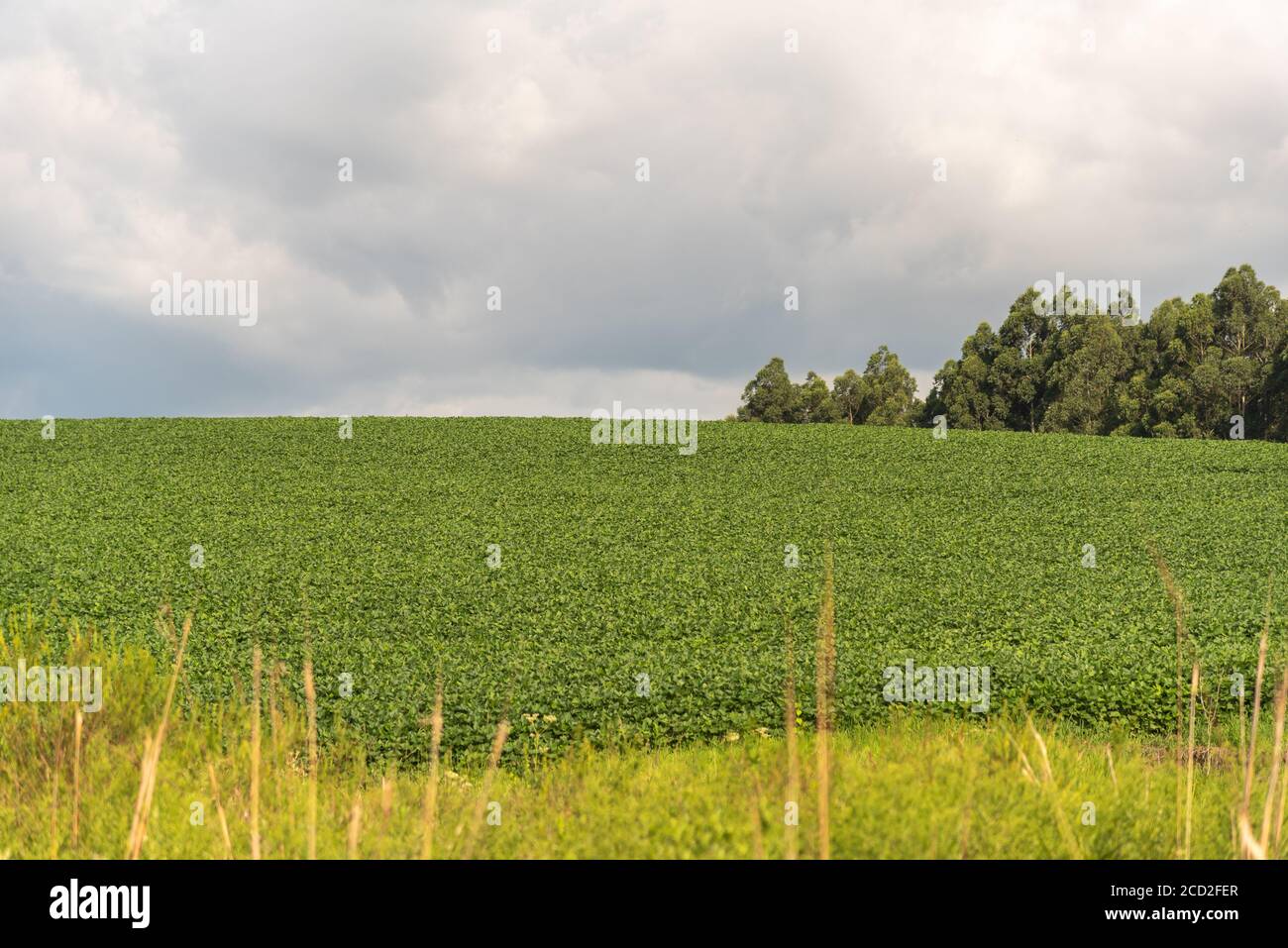 View of a soybean crop and leaves on an agricultural production farm in ...