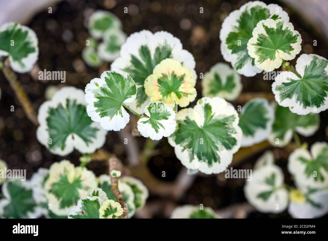 Polyscias hi-res stock photography and images - Alamy