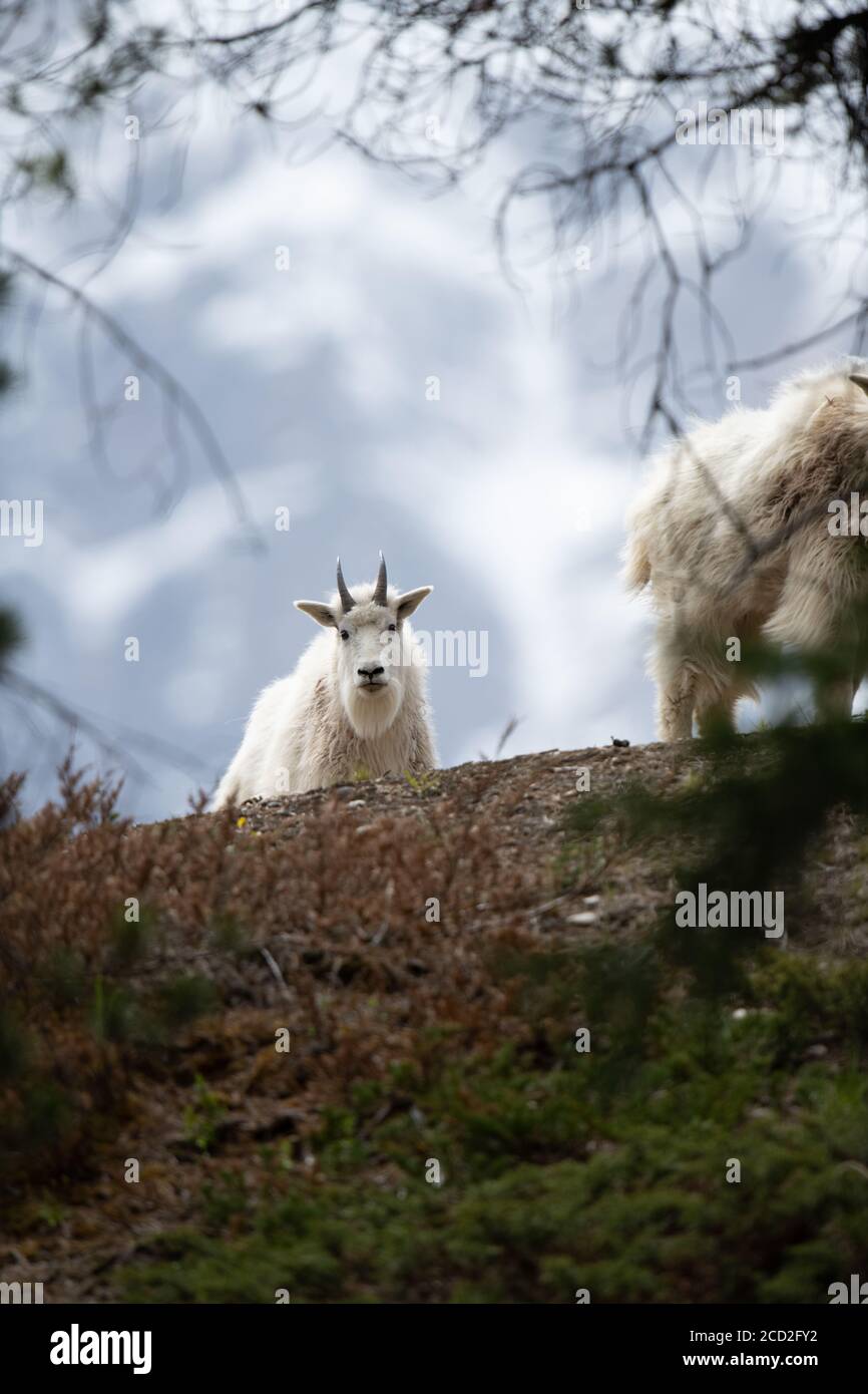 Mountain goat in the wild Stock Photo - Alamy