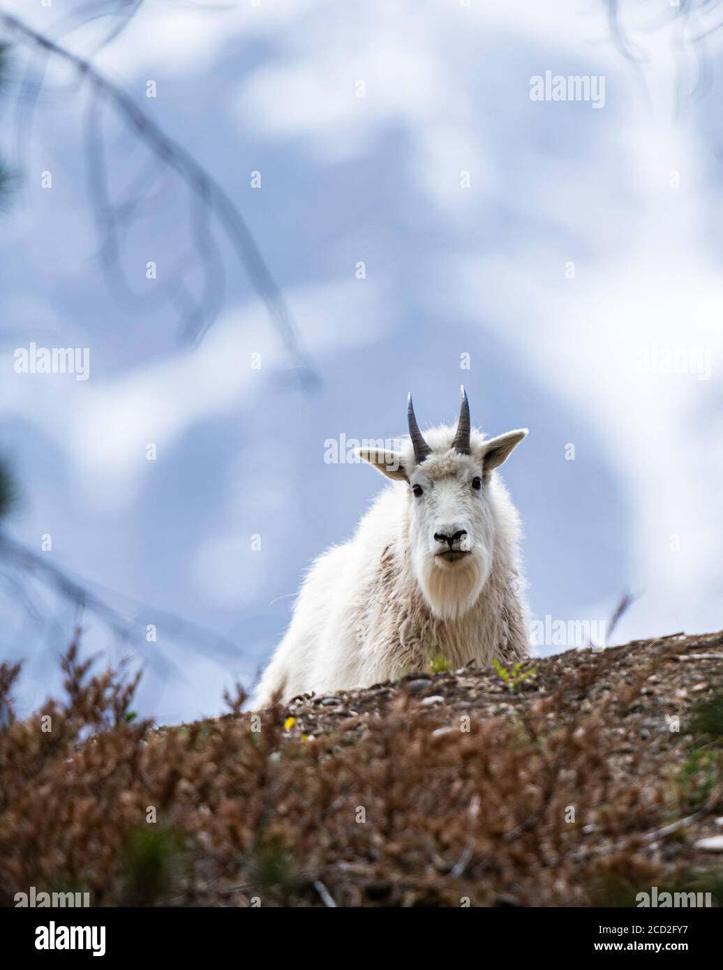 Mountain goat in the wild Stock Photo - Alamy