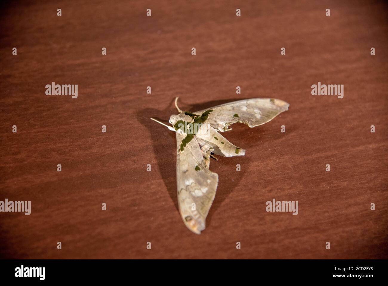 Moths or moths are lepidopteran insects from the heterocerous division ...