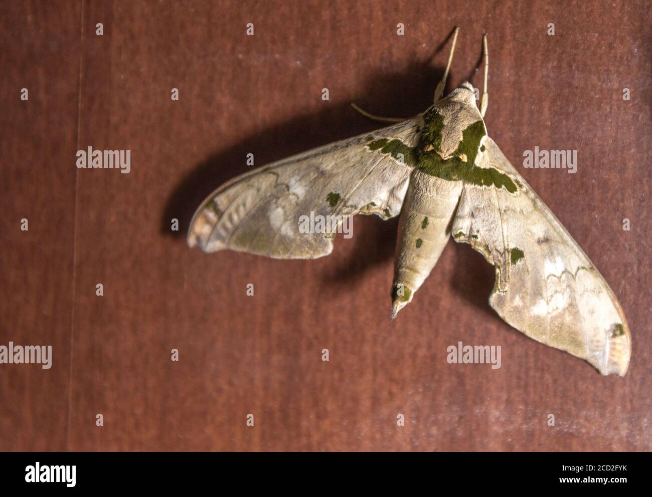 Moths or moths are lepidopteran insects from the heterocerous division ...