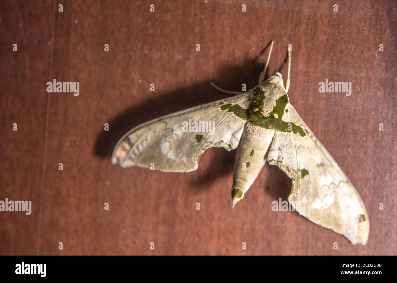 Moths or moths are lepidopteran insects from the heterocerous division ...