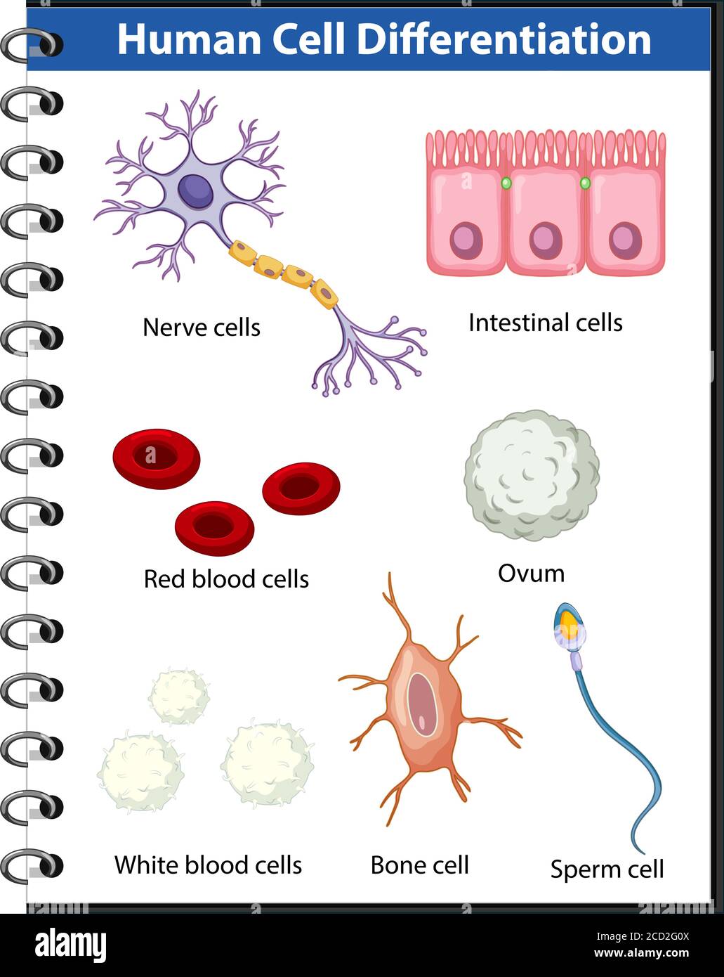 Information poster human cell differentiation illustration Stock Vector ...