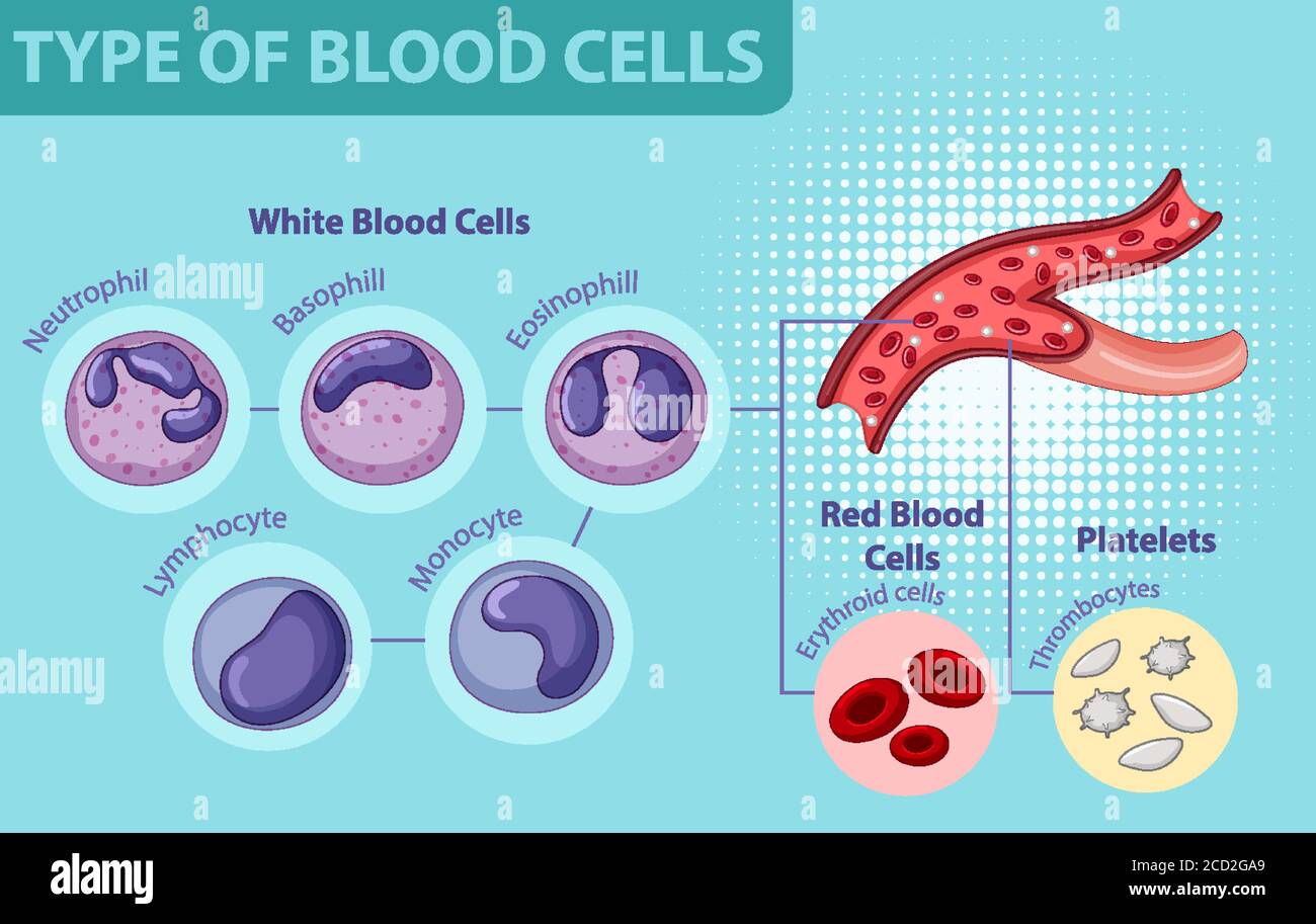 Type of blood cells illustration Stock Vector Image & Art - Alamy