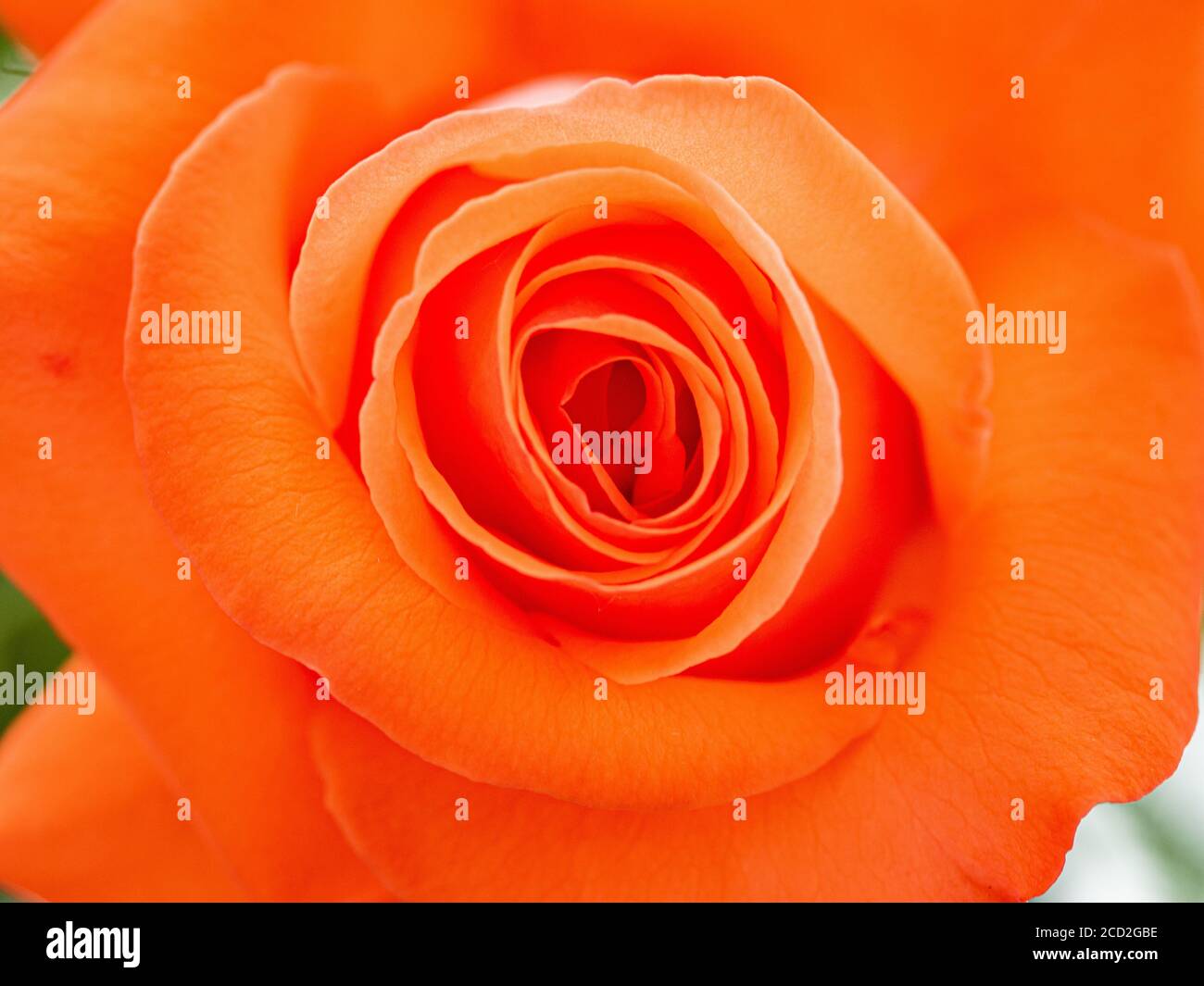Budding romance hi-res stock photography and images - Alamy