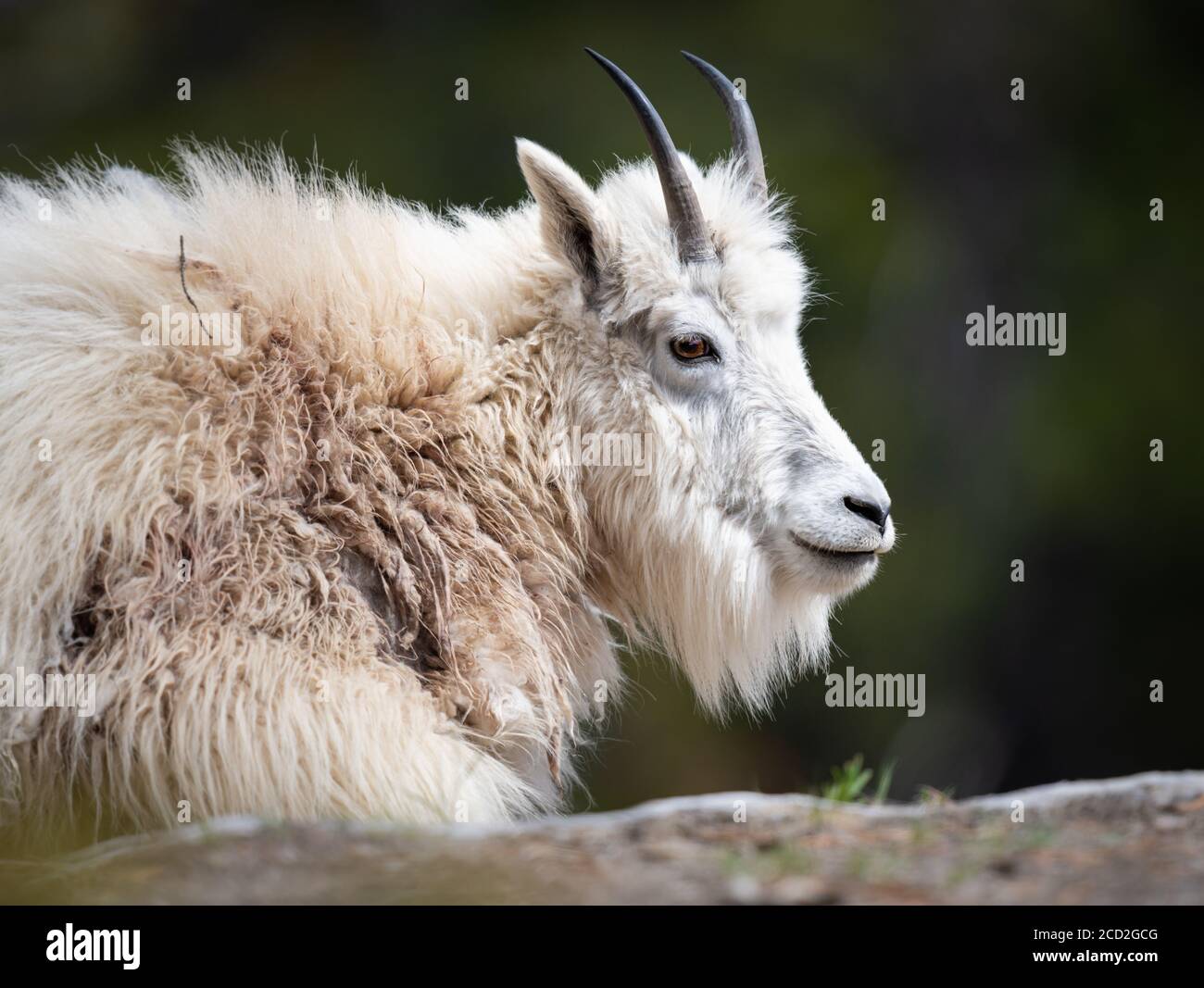 Mountain goat in the wild Stock Photo - Alamy