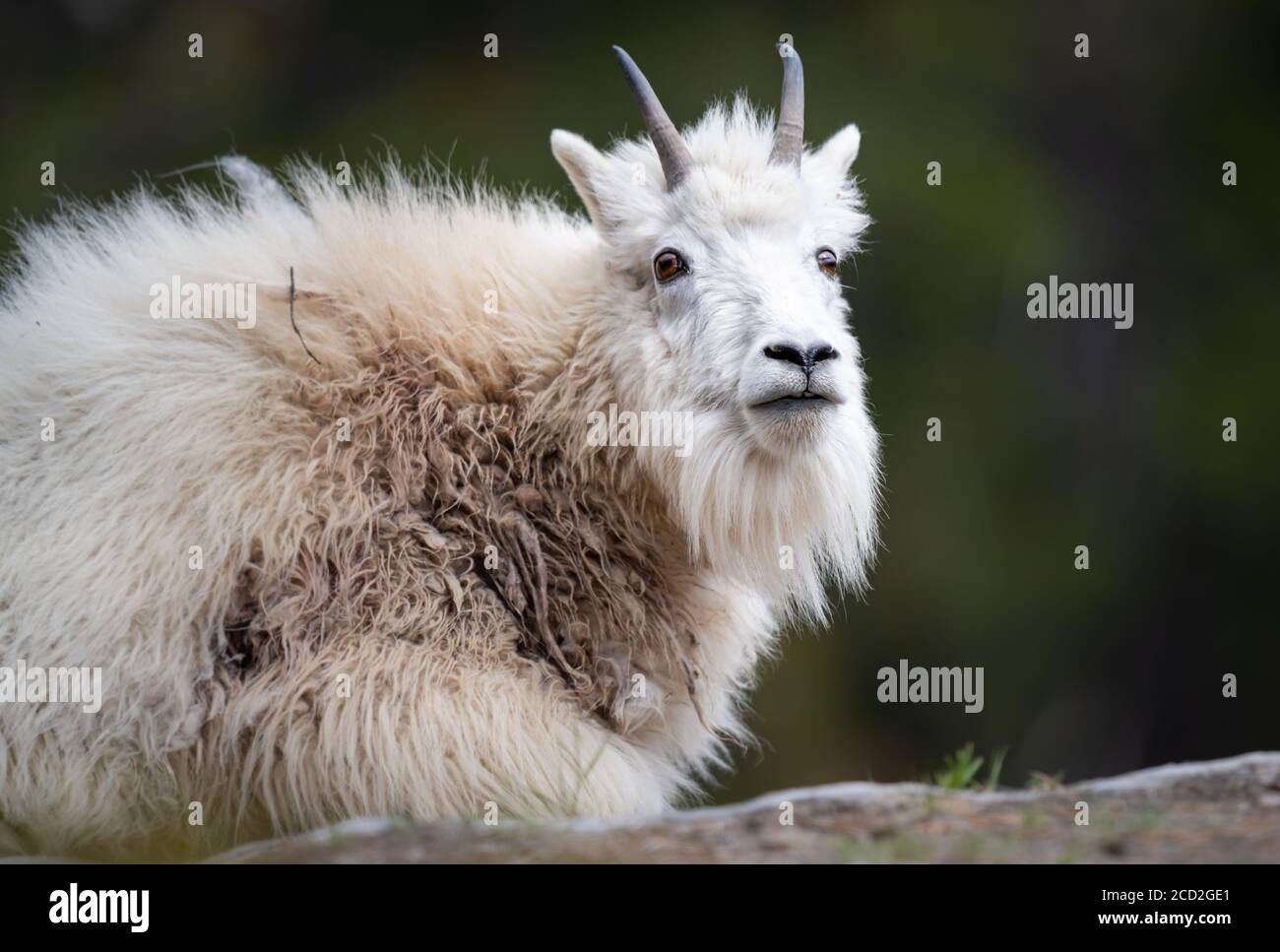 Mountain goat in the wild Stock Photo - Alamy