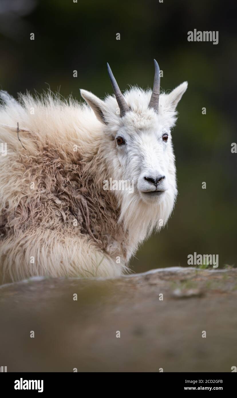 Mountain goat in the wild Stock Photo - Alamy