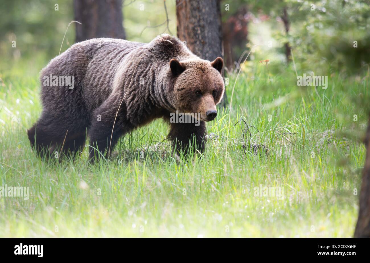 Grizzly bears in the wild Stock Photo - Alamy