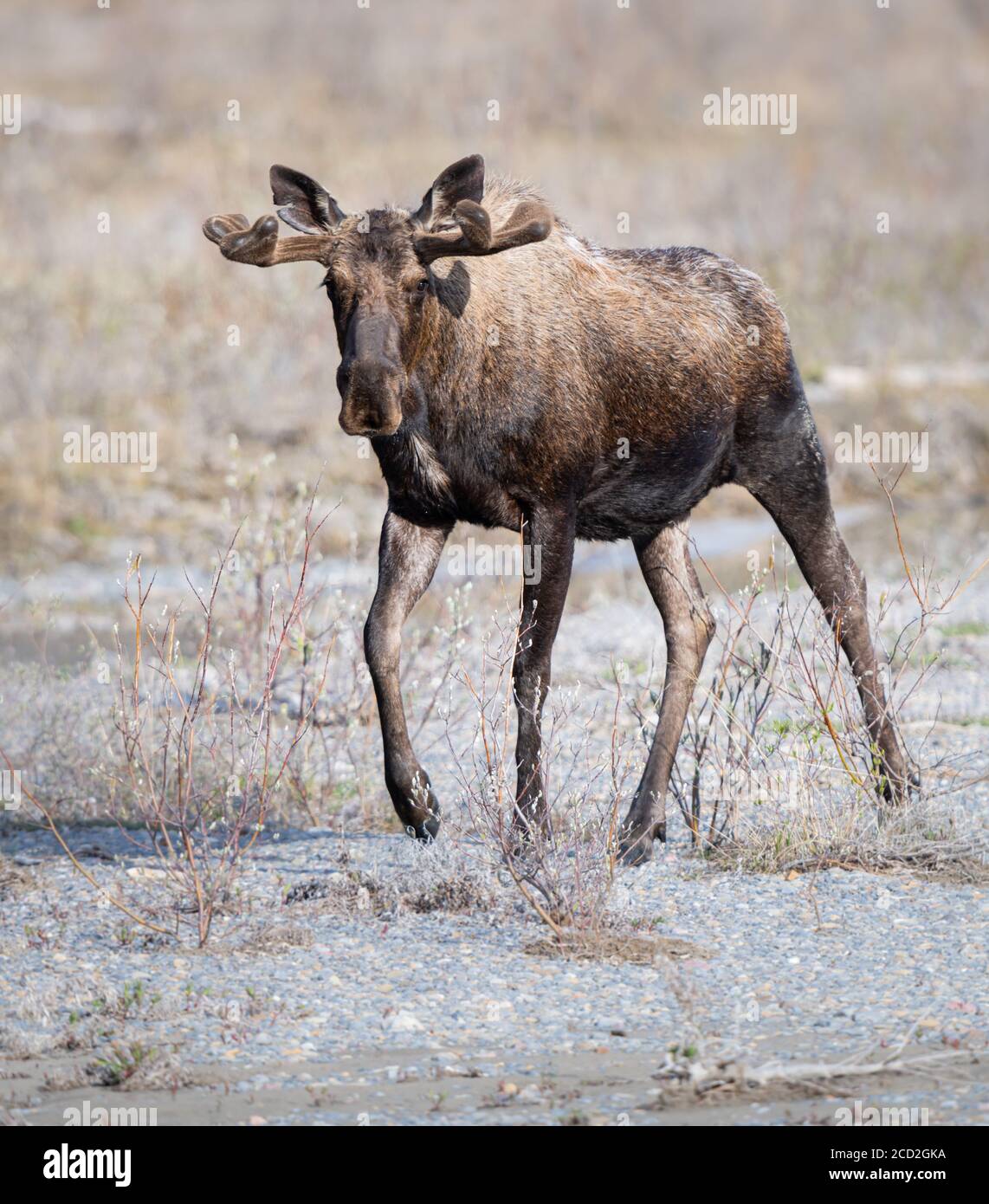 Moose in the spring Stock Photo - Alamy