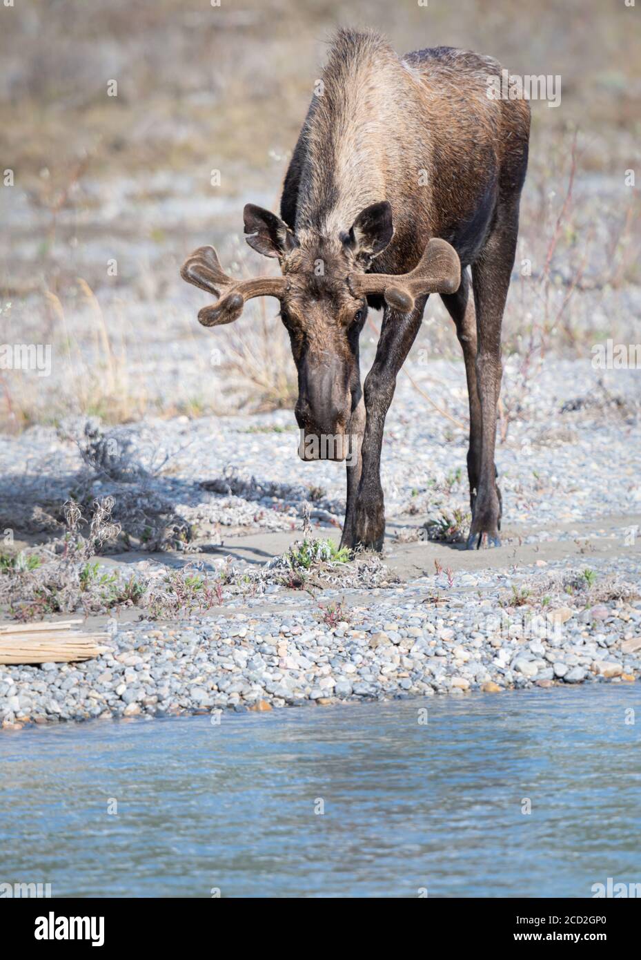 Moose in the spring Stock Photo - Alamy