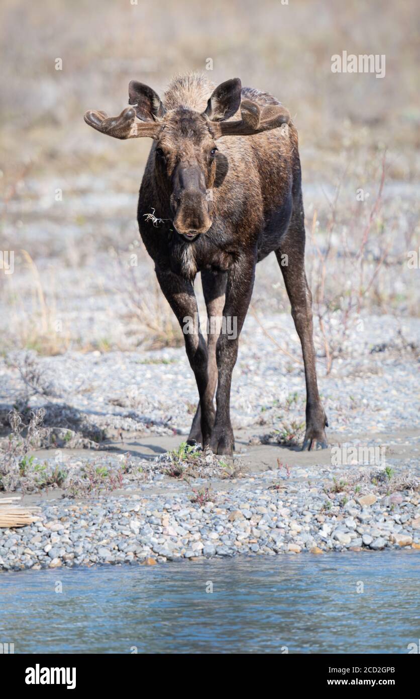 Moose in the spring Stock Photo - Alamy