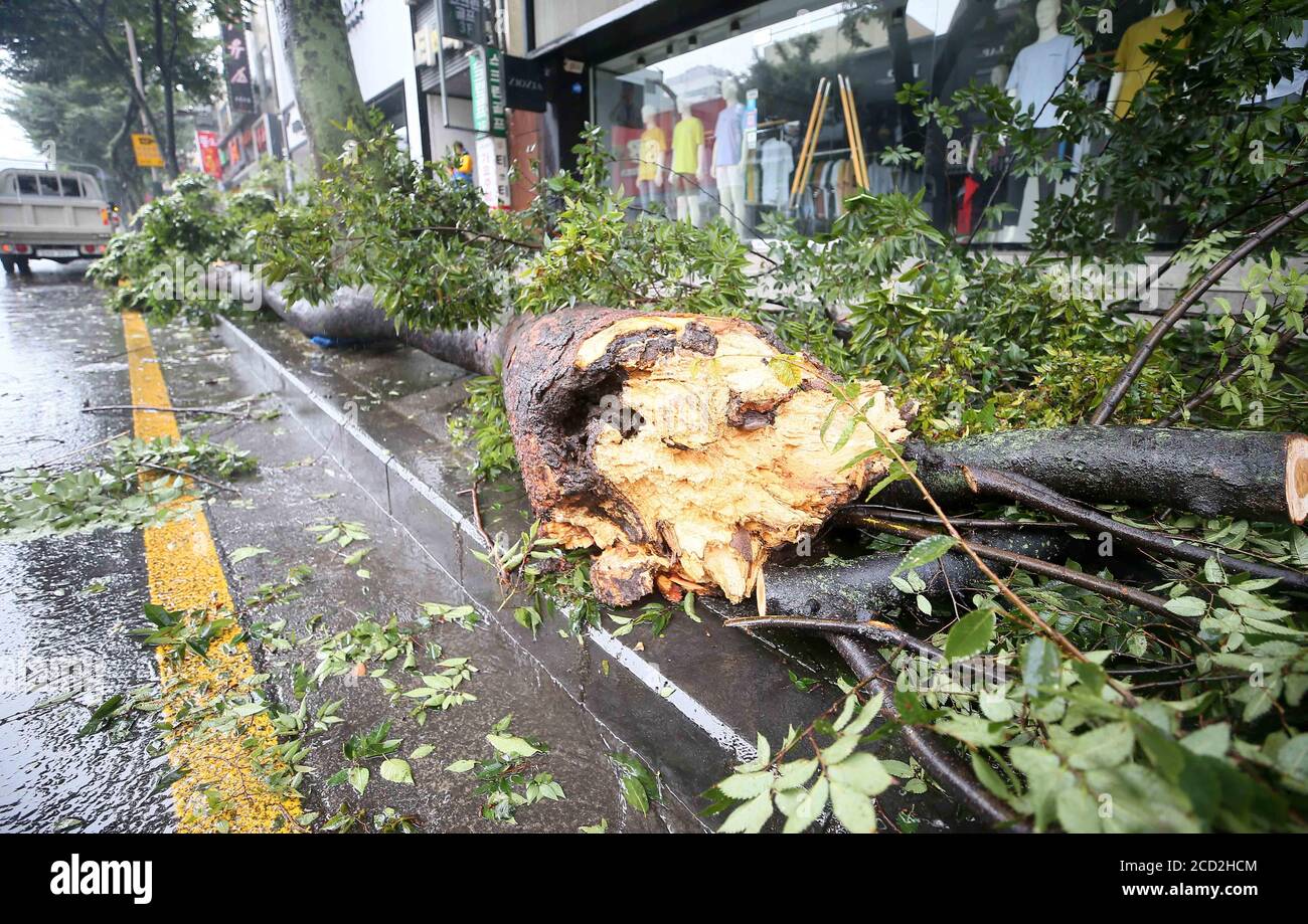 26th Aug, 2020. Typhoon Bavi hits S. Korea The roots of a roadside tree ...