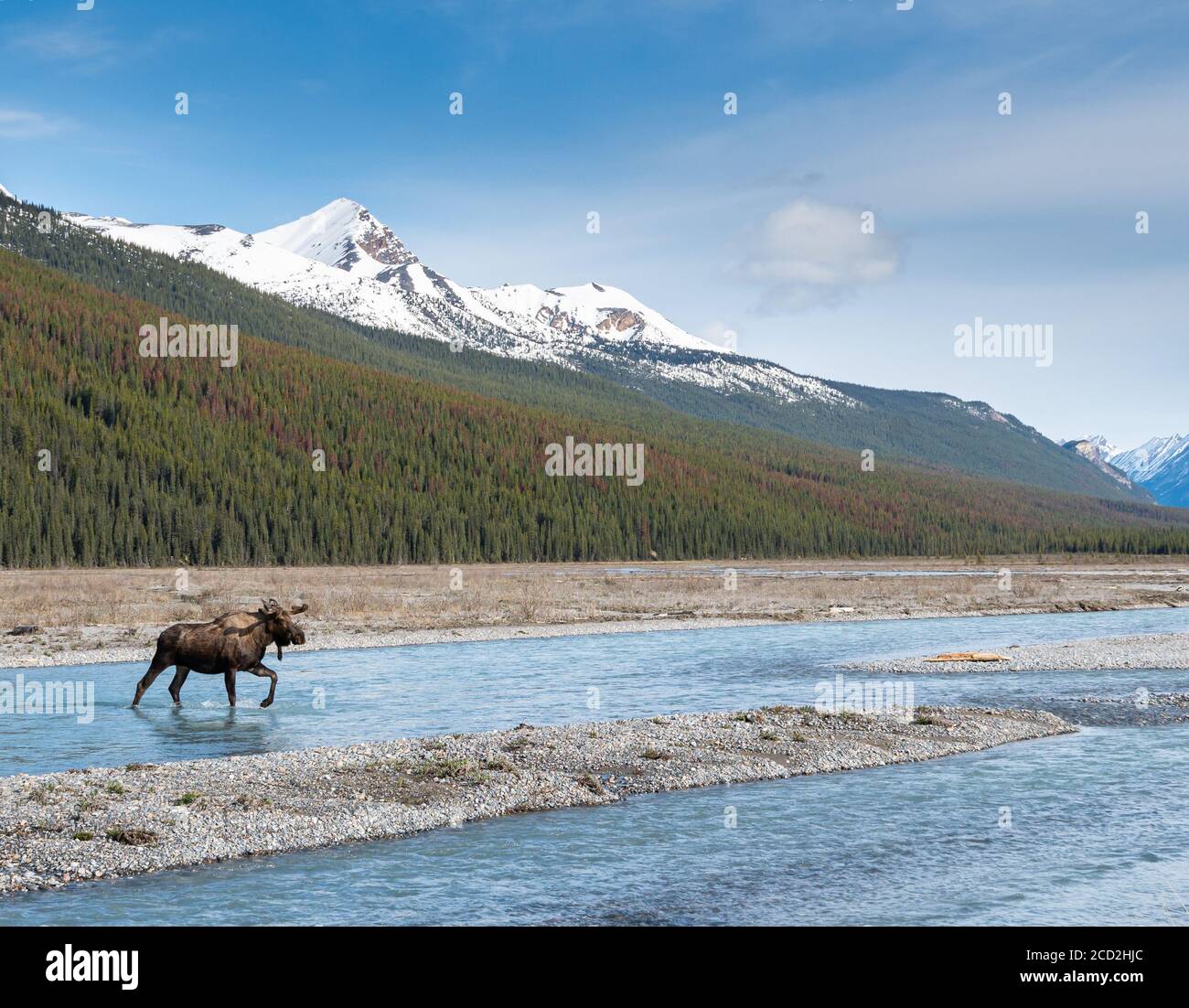 Moose in the spring Stock Photo - Alamy