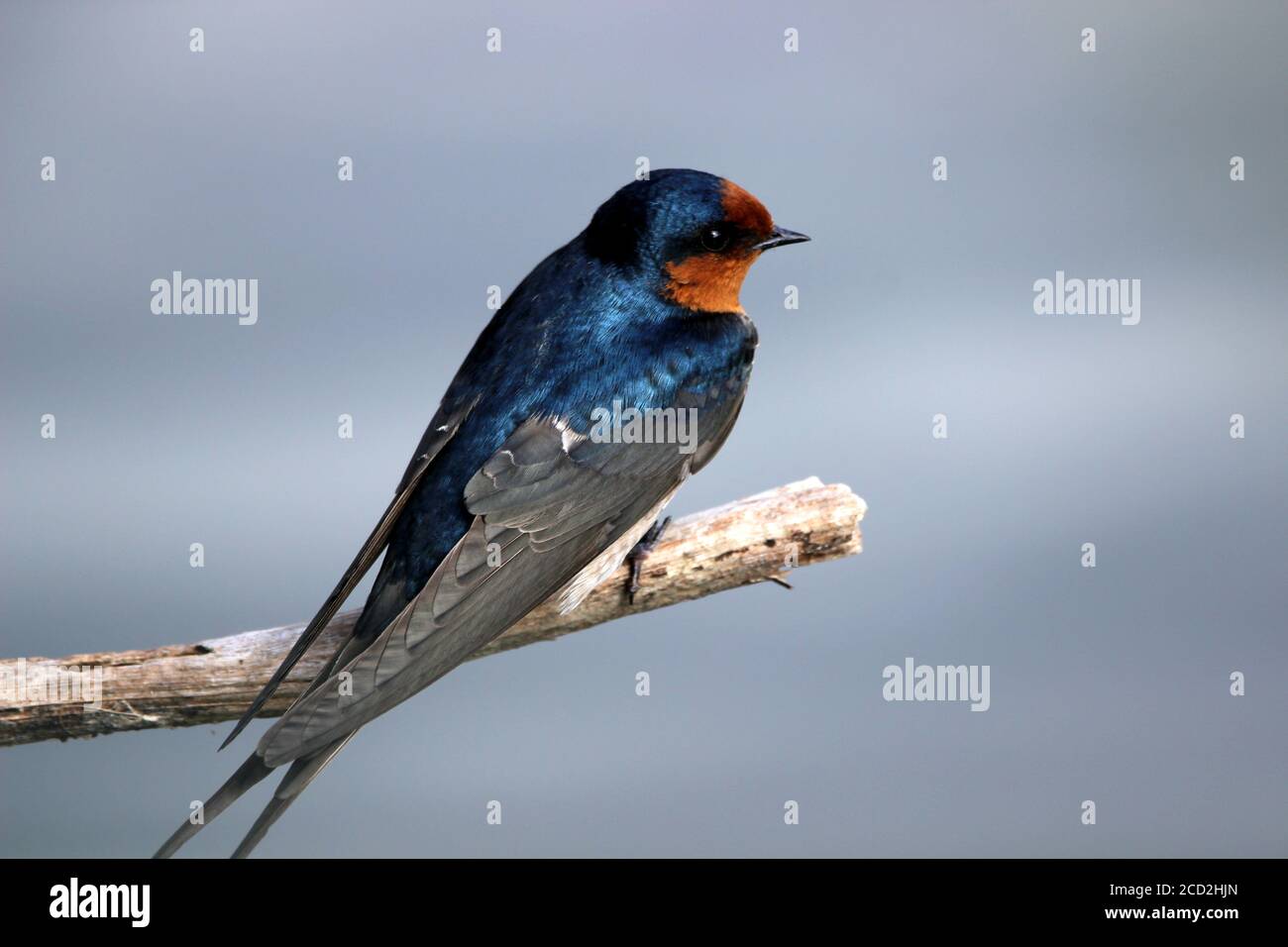 welcome swallow (Hirundo neoxena Stock Photo - Alamy