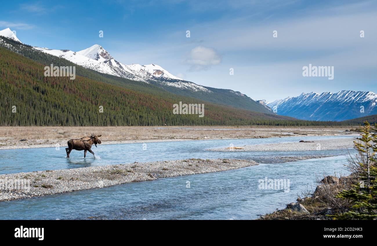Moose in the spring Stock Photo - Alamy