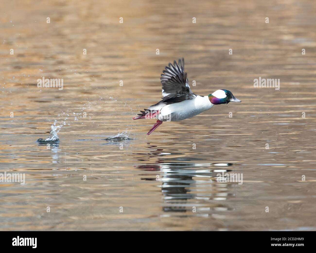 Birding jump start hi-res stock photography and images - Alamy
