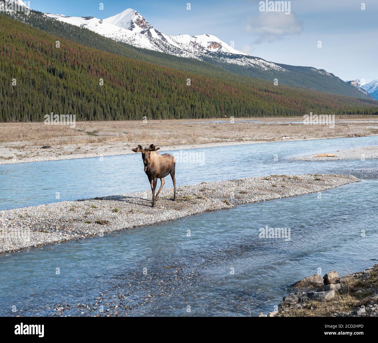 Moose in the Canadian wilderness Stock Photo - Alamy