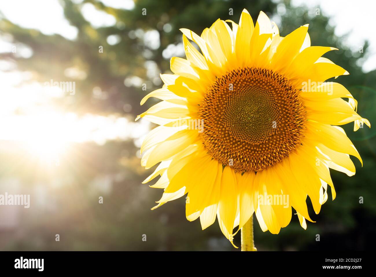Yellow sunflower against sunlight Stock Photo - Alamy