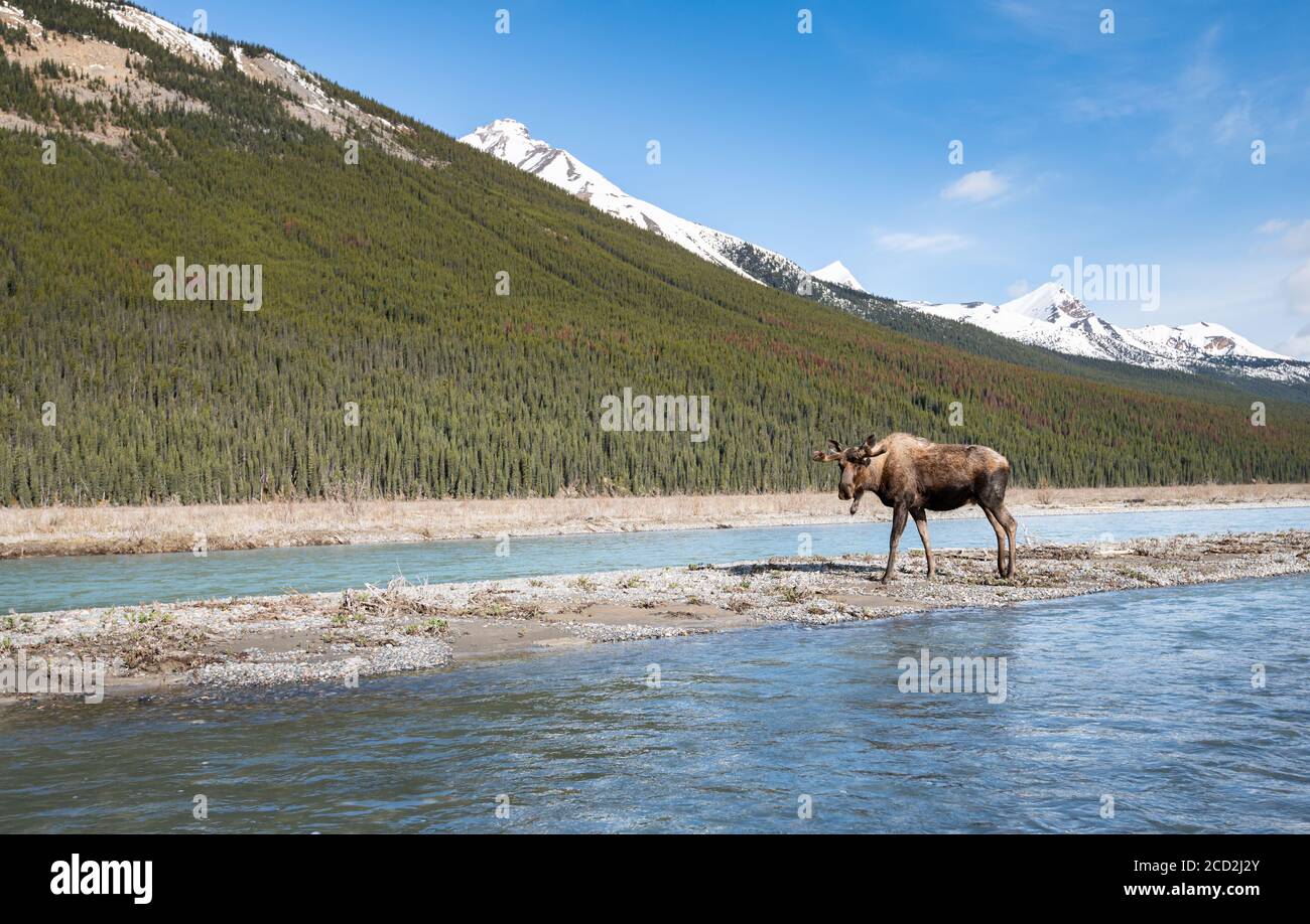 Moose in the Canadian wilderness Stock Photo - Alamy